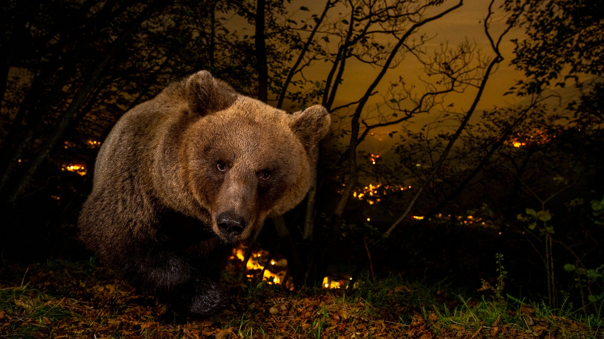TV-Tipp: Durch die Brenta Dolomiten – Im Bann der Bären - Bergwelten